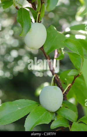 Santa Rosa Plum Prunus salicina ready for harvest Stock Photo - Alamy