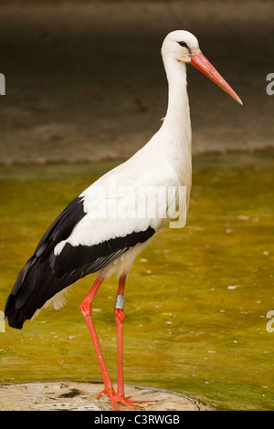 Stork at the lakeside Stock Photo - Alamy