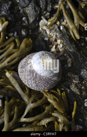 Toothed Winkle or Thick Topshell Stock Photo - Alamy