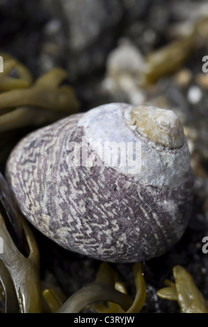 Thick or toothed topshell (Monodonta lineata) live in rockpool with the ...