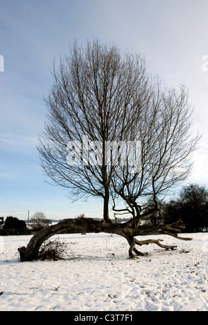old tree stump regrowing Stock Photo - Alamy