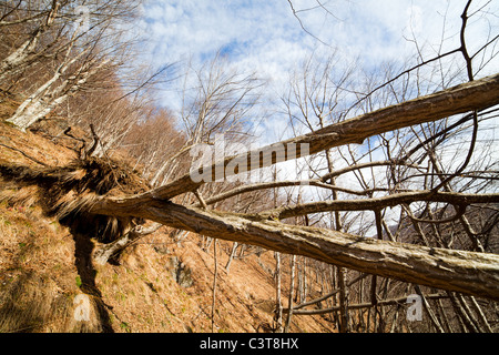 tree fall down broken damage street house driveway danger Stock Photo ...