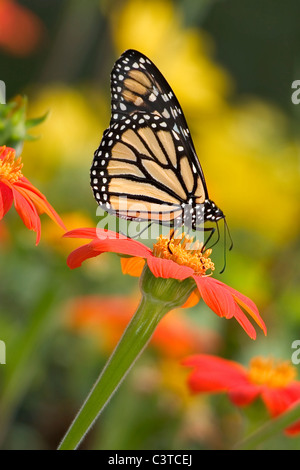 Monarch butterfly on red flowers Stock Photo - Alamy
