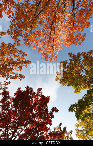 Pin oaks with autumn leaves Stock Photo - Alamy