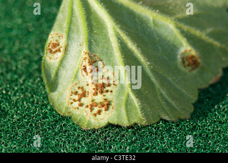 Leaf infected with rust fungus. Coloured scanning electron micrograph ...