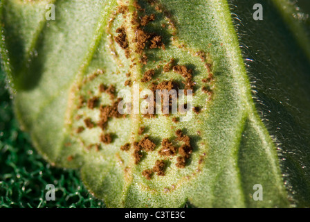Geranium rust Puccinia pelargonii zonalis pustules on Pelargonium leaf ...