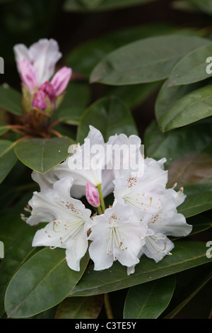 White Rhododendron blossom lush and colorful close up Stock Photo - Alamy