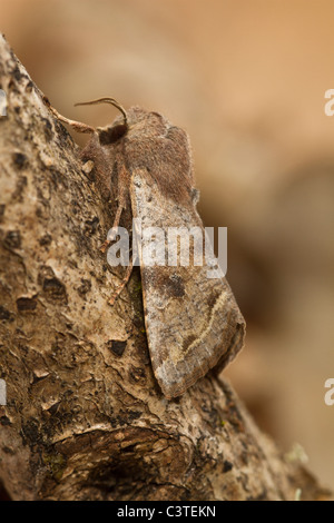 Clouded Drab (Orthosia incerta), Insecta, Kosanin dol, Pancharevo ...