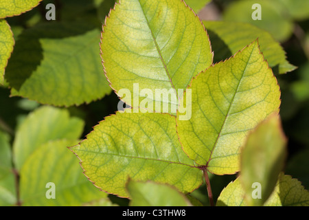 Rose with nutrient deficiency Stock Photo - Alamy