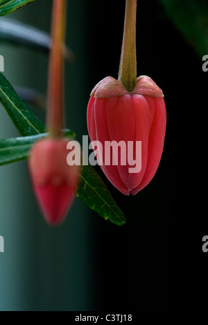 Crinodendron hookerianum. Flowers of the Chile lantern tree in early ...