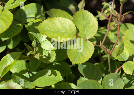 rose nutrient deficiency Stock Photo - Alamy