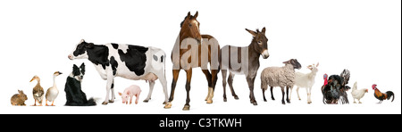 Variety of farm animals in front of white background Stock Photo - Alamy