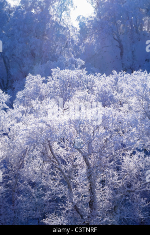 Frost on tree branch, Hokkaido, Japan Stock Photo - Alamy
