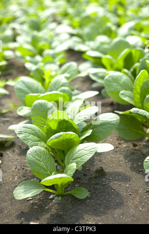 Chinese Cabbage Field Stock Photo - Alamy