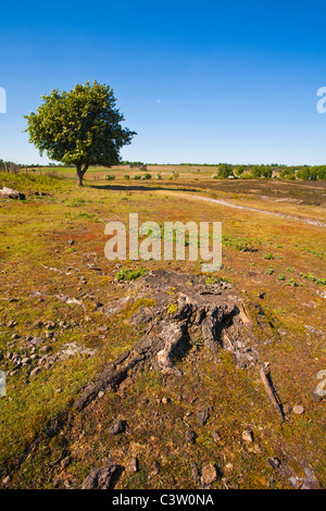 Roydon Common heath in West Norfolk Stock Photo - Alamy