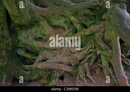 A Tangle of Exposed Tree roots Stock Photo - Alamy