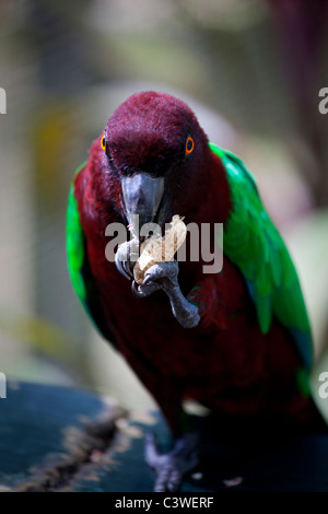 Red-Breasted Musk Parrot, Prosopeia tabuensis taviunesis, Kaka, Kula ...