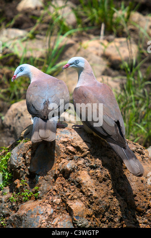 Mountain Imperial-pigeon (Ducula badia griseicapilla) adult, perched on ...