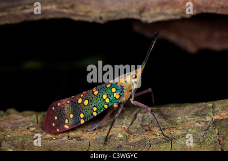Wild Saiva gemmata (Westwood, 1848) yellow-spot blue-lanternfly or ...
