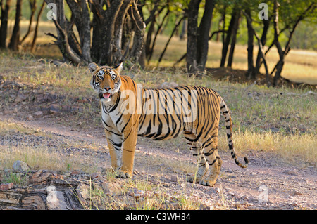 Radio collared Tiger standing in a dry deciduous forest patch of ...