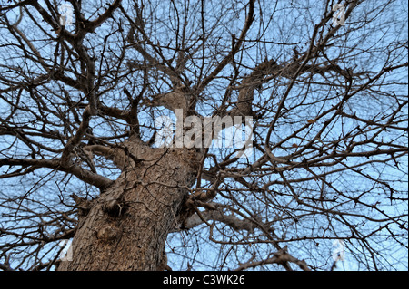 dhok tree, Ranthambhore national park, rajasthan, India, Asia Stock ...