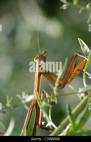 Praying Mantis (Tenodera aridifolia sinensis / Chinese praying mantis ...