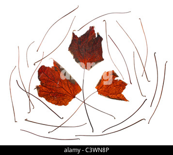 One separate dry leaf of Autumn times Stock Photo - Alamy