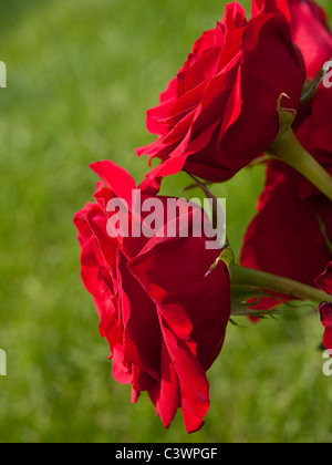 Beautiful blooms in the garden on a warm spring afternoon Stock Photo ...