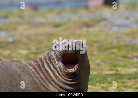 Female elephant seal, Stromness, South Georgia Island Stock Photo - Alamy