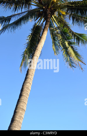 Coconut tree trunk with green leaves. Bottom view Stock Photo - Alamy