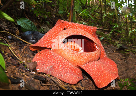 Rafflesia Arnoldii is the biggest flower in the world. Big red flower ...