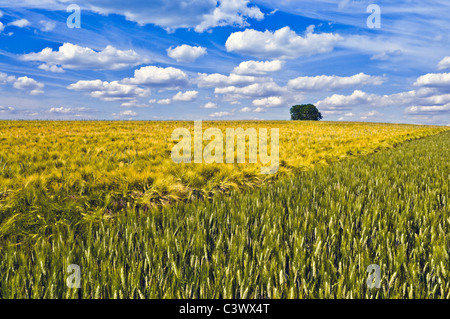 Field of mixed cereal crops / corn and wheat in French countryside ...