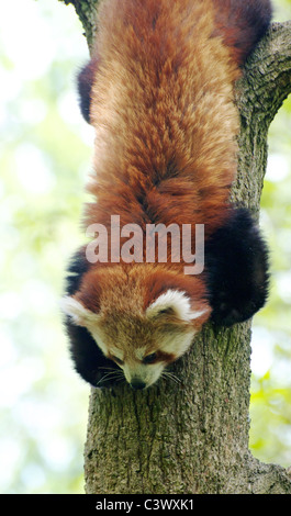 A Red Panda climbing down a tree in its enclosure at Paignton Zoo ...