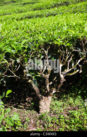 Tea tree plant Stock Photo - Alamy