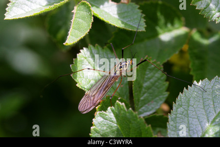 Female spotted crane-fly (Nephrotoma appendiculata) on seed pod of ...