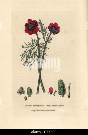 The Adonis Flower, or Pheasant's Eye, (Adonis autumnalis), 1842. From ...