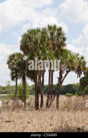 Sabal or Cabbage Palm (Sabal palmetto), Tree Island, Everglades NP ...