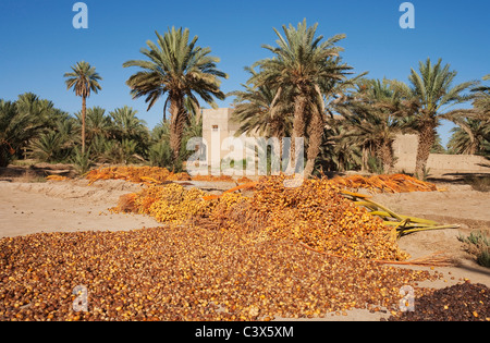 Harvested dates are graded according to quality and size and then sun ...