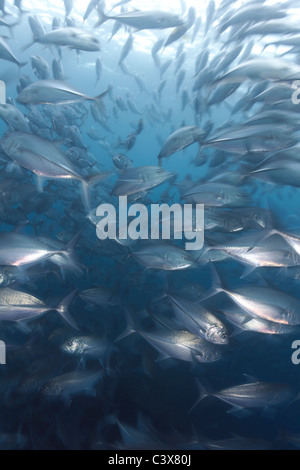 School of Kingfish Stock Photo - Alamy