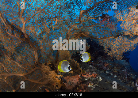 Philippine butterflyfish, Chaetodon adiergastos Stock Photo - Alamy