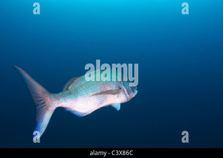 Red Sea Bream Stock Photo - Alamy