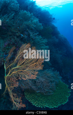 Close up of a sea fan (Melithaea sp.) showing coral polyps Stock Photo ...