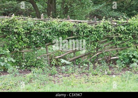 Hedge Hedgerow Laying - Making Maintaining Care & Management Stock ...
