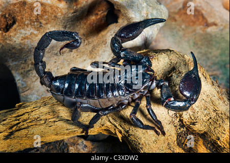 SCORPION Imperial imperator blue chitin tank animal Thorn poisonous ...