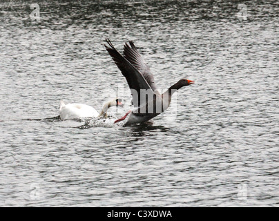 Mute swan chasing a Greylag goose in their natural habitat Stock Photo ...