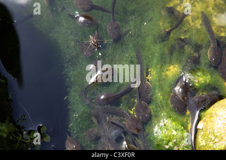 Tadpoles swimming in a garden pond, making the water foam with their ...