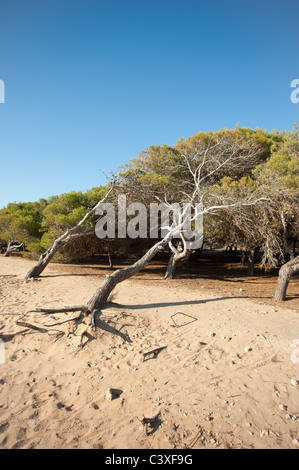 Windswept Mediterranean pine tree forest, the forces of nature Stock ...