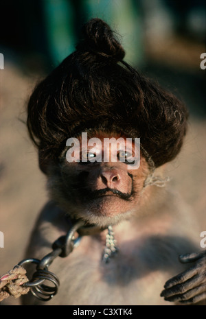 A street performing monkey with a tied rope Stock Photo - Alamy