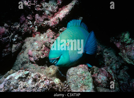 A parrot fish sleeping in its protective mucus bubble Stock Photo - Alamy