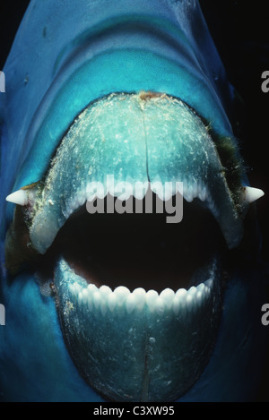 Parrot fish - Scarus gibbus - Scaridae - Coral reef in Red Sea Stock ...